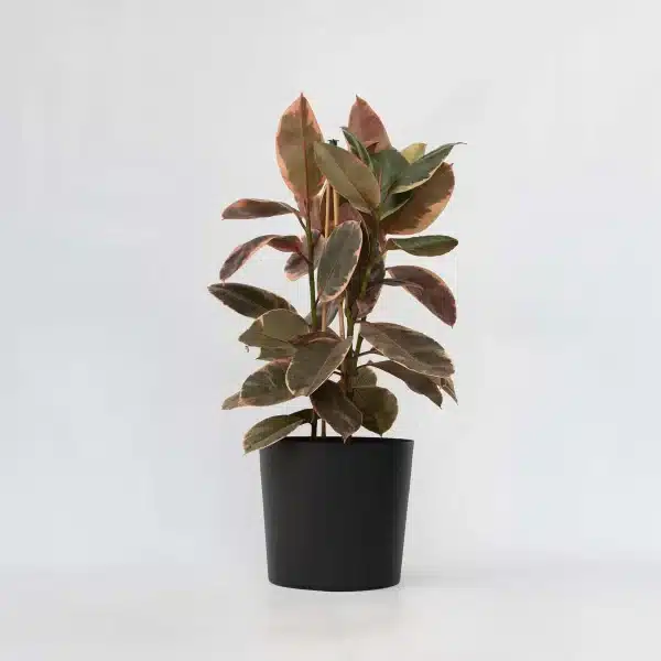 Ficus Belize | Comprar online