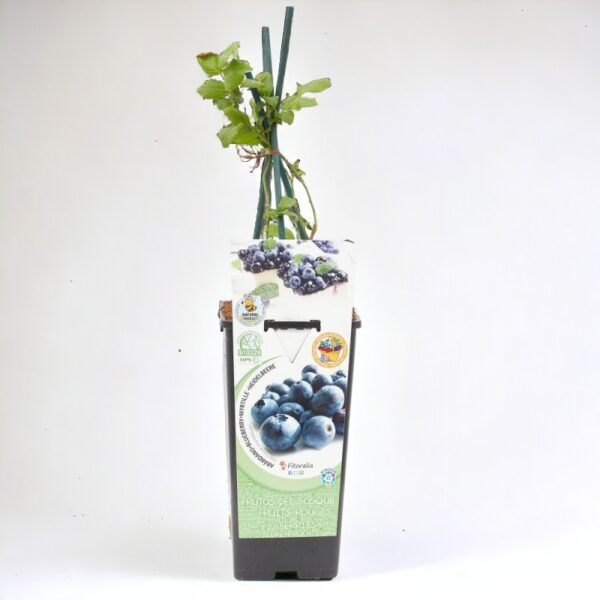 Venta de arándano azul desde 14,00€ | Comprar Online