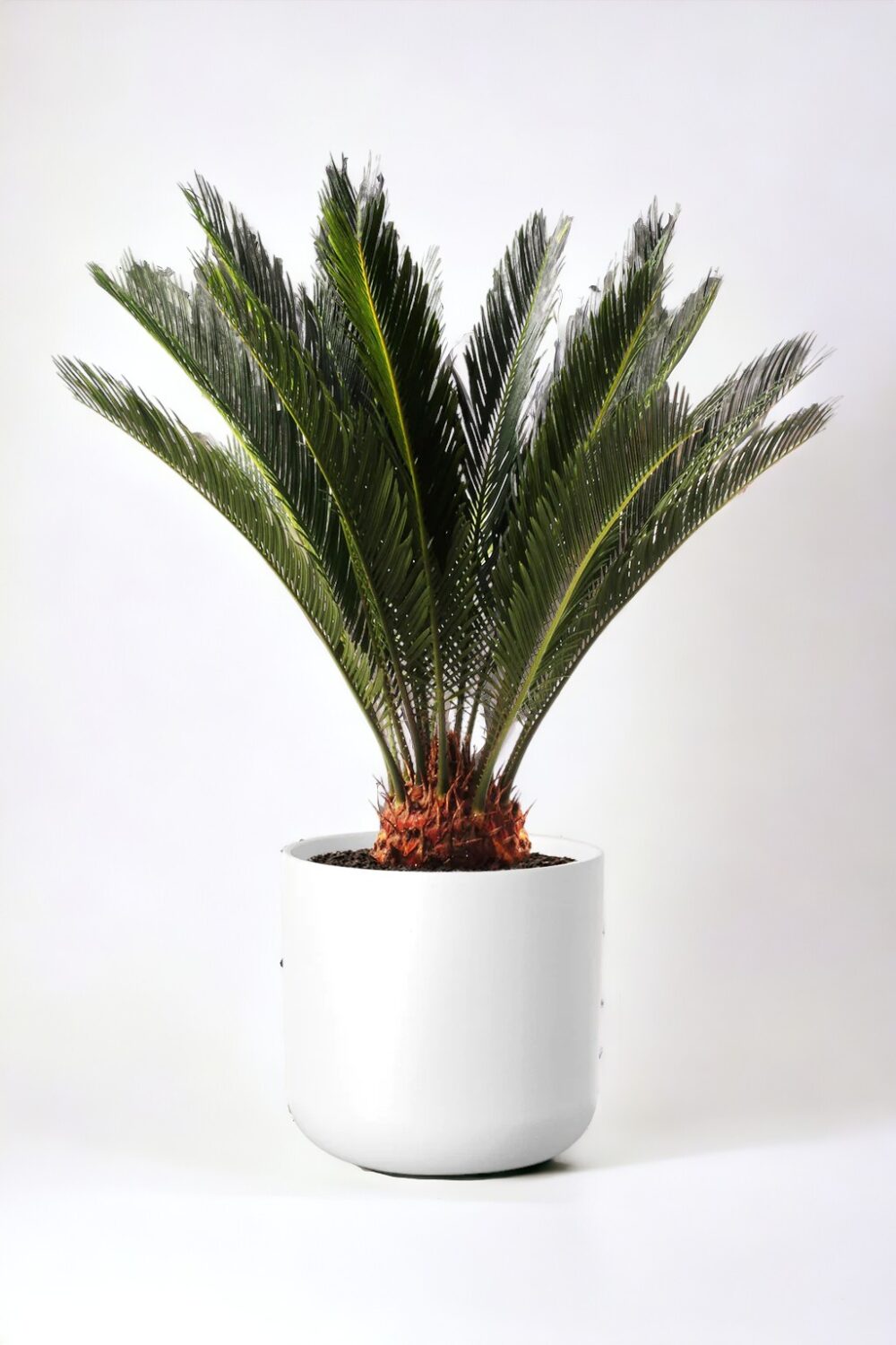 Venta de planta cica desde 34,00€ | Comprar Online