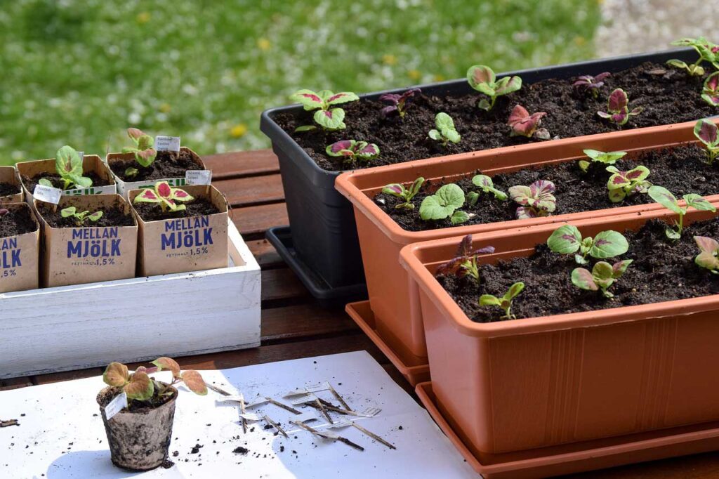 Cómo trasplantar una planta en maceta de forma correcta