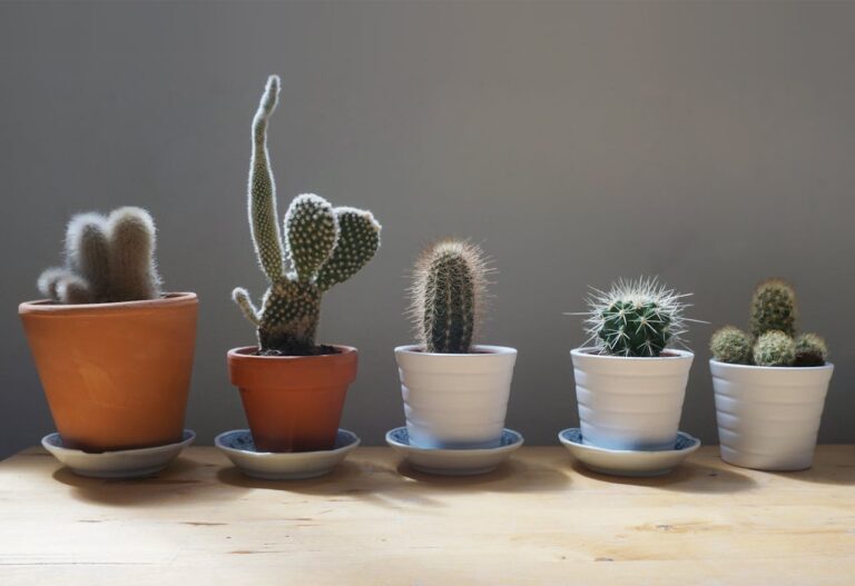Cuidados del cactus: Guía esencial para mantenerlos saludables