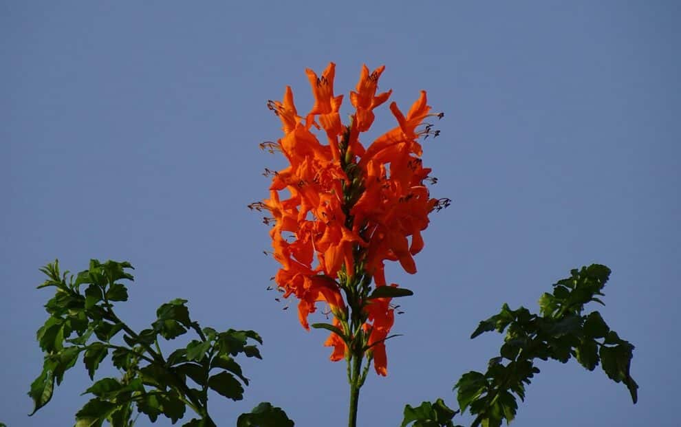 Cuidados de la bignonia capensis: tips para cultivarla