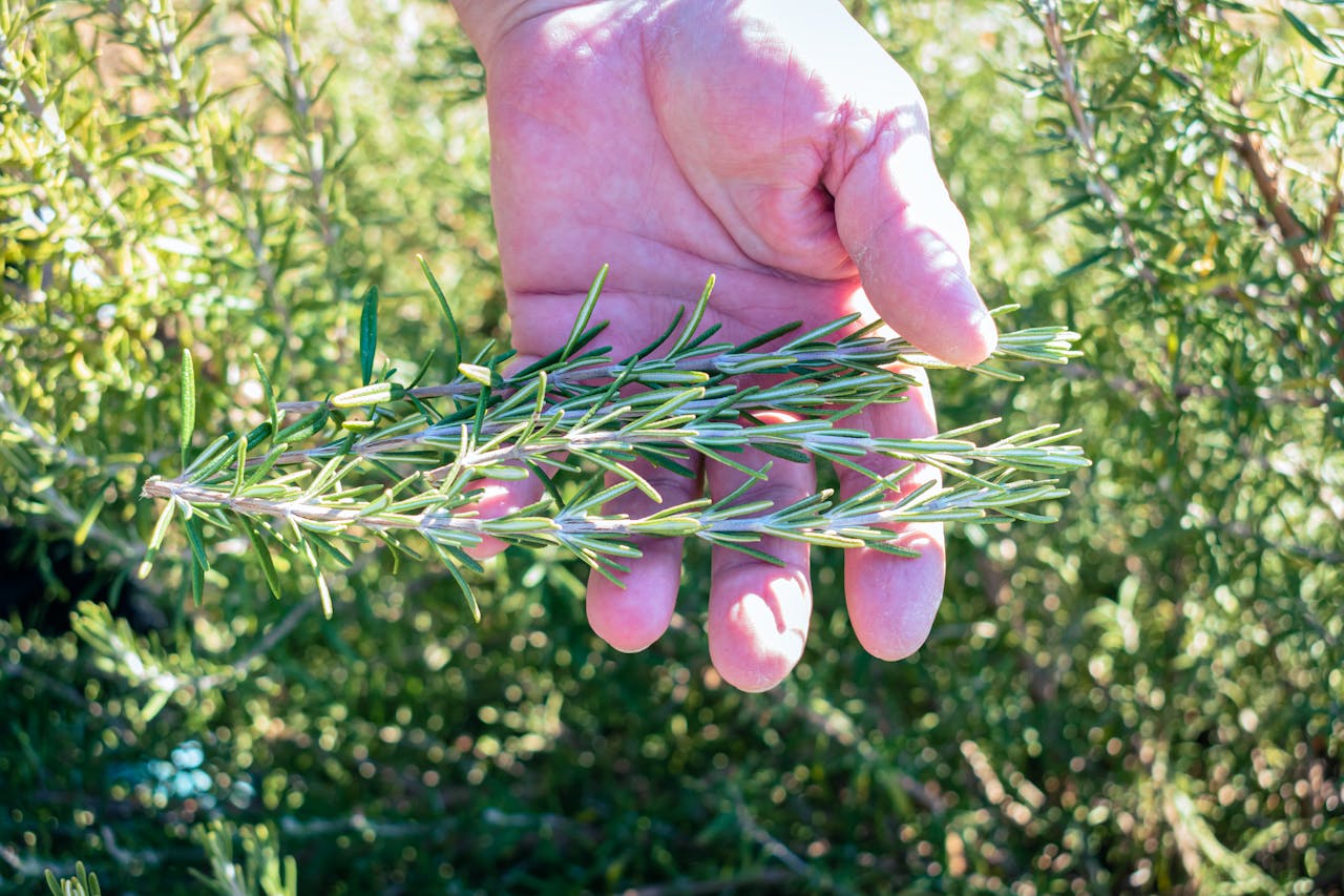Cuidados del romero: cómo cuidar esta planta aromática