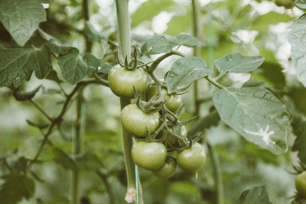 Consejos para preparar la tierra para plantar tomates