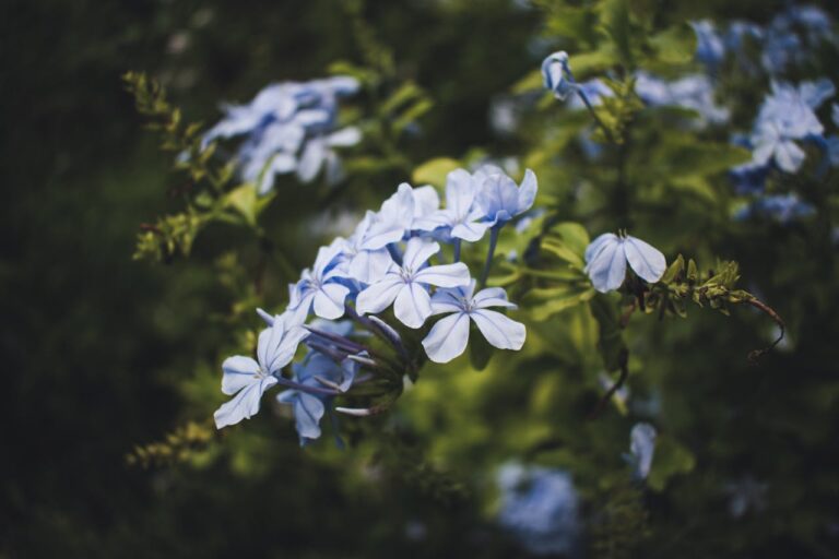 ¿Cuáles son los cuidados del Plumbago Capensis?