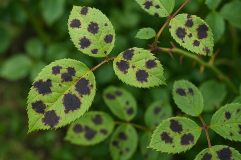 Tizón: Qué es y como puedes tratarla