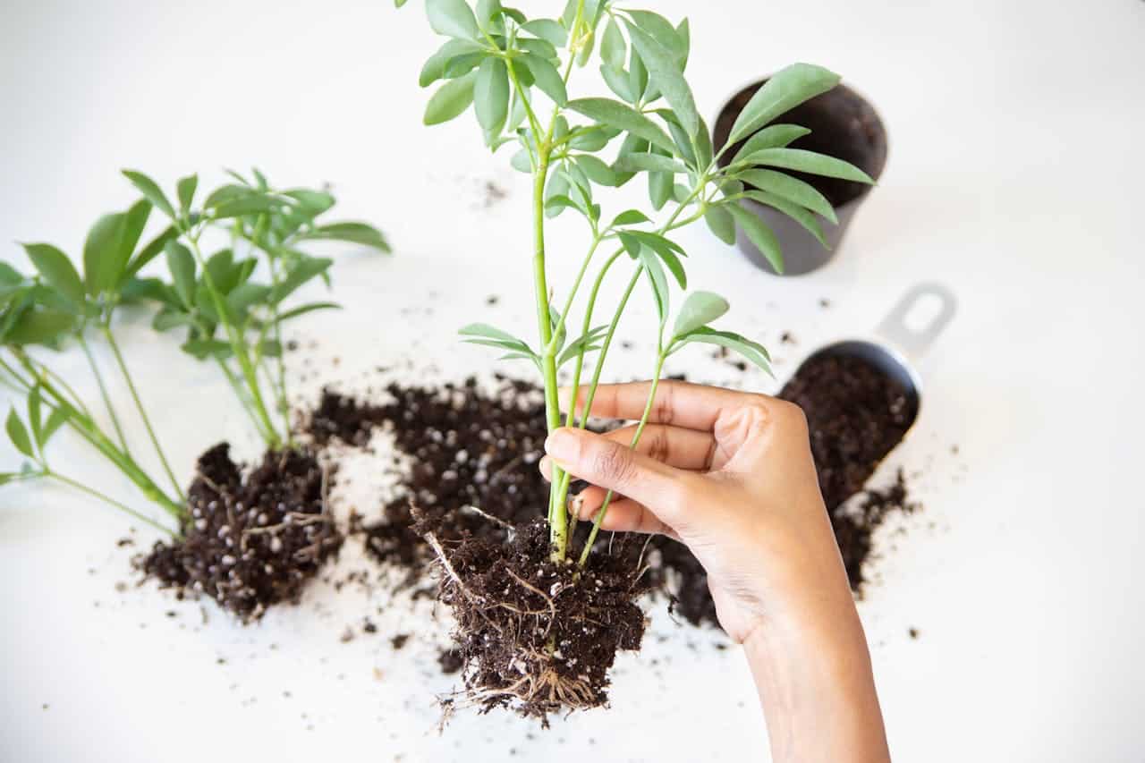 ¿Cómo plantar una planta correctamente? Guía para sembrar