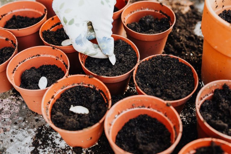 ¿Cómo plantar una planta correctamente? Guía para sembrar