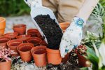 ¿Cómo plantar una planta correctamente? Guía para sembrar