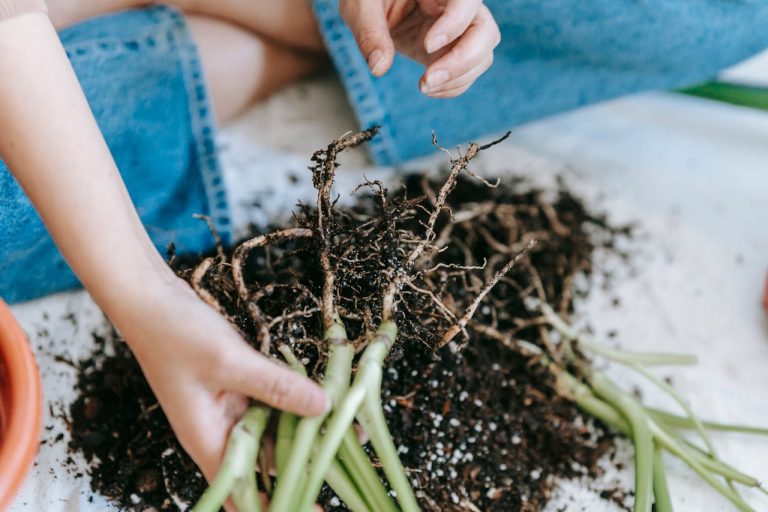 ¿Cómo plantar una planta correctamente? Guía para sembrar