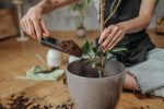 ¿Cómo plantar una planta correctamente? Guía para sembrar