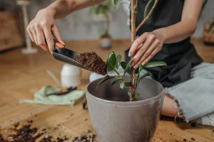¿Cómo plantar una planta correctamente? Guía para sembrar