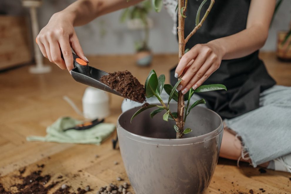 ¿Cómo plantar una planta correctamente? Guía para sembrar