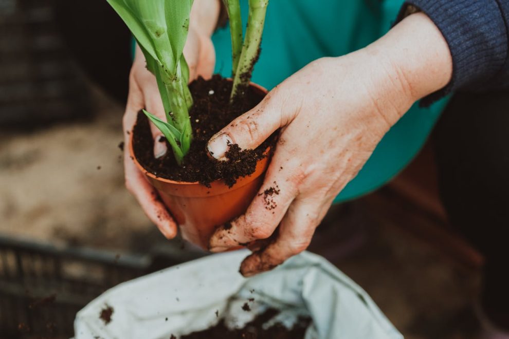¿Cómo plantar una planta correctamente? Guía para sembrar