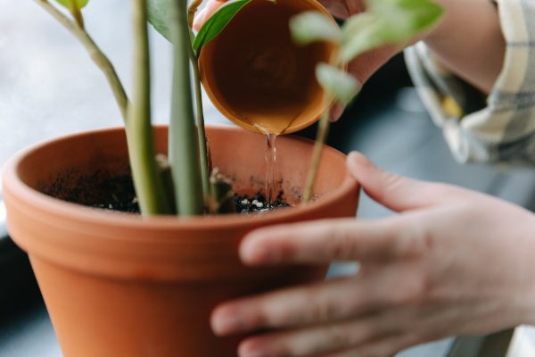 ¿Cómo plantar una planta correctamente? Guía para sembrar